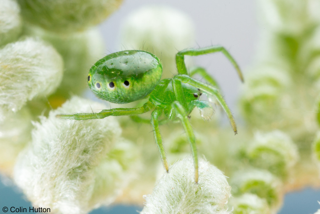 African Cucumber Spiders from Kabale, Uganda on November 6, 2018 at 01: ...