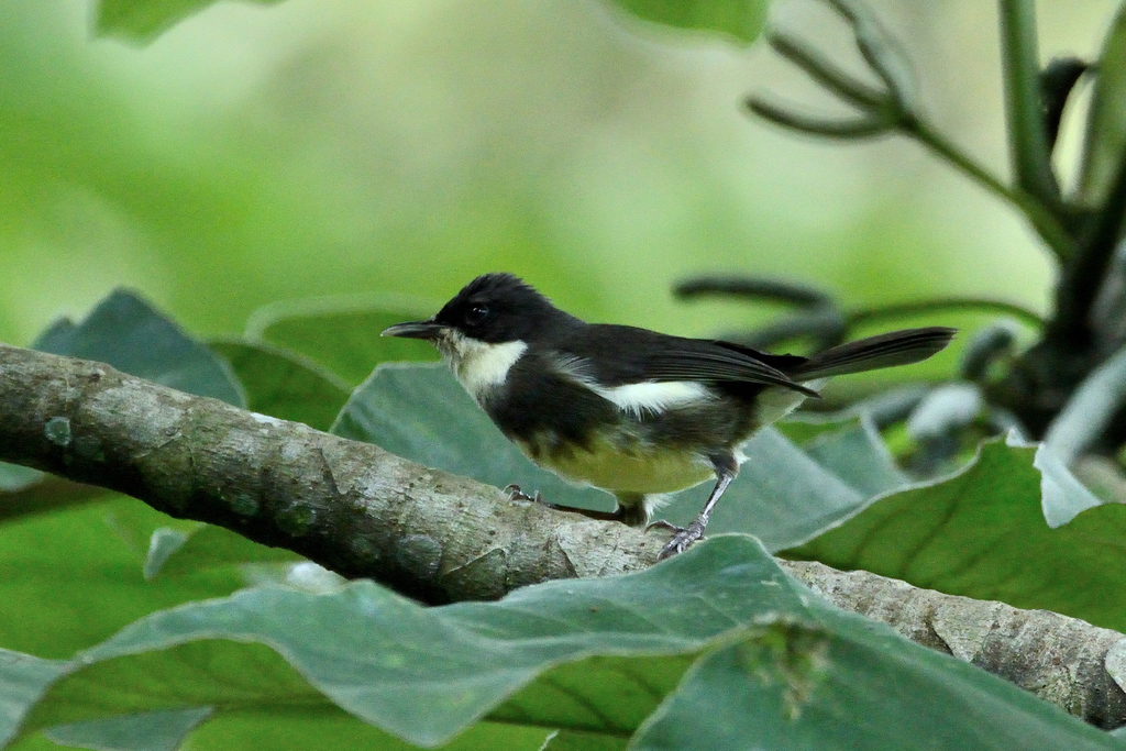 Dohrn's Thrush-Babbler from Sundi on May 27, 2018 by Pedro Martins ...
