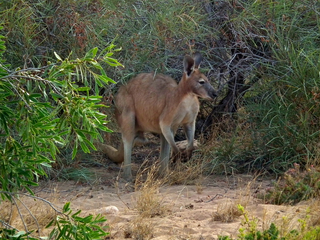 Common Wallaroo from Cape Range National Park WA 6707, Australia on ...