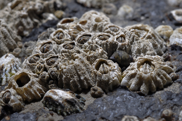 Acorn Barnacle