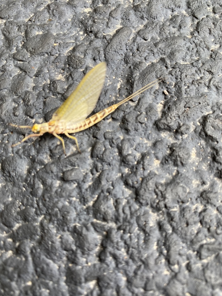 Giant Mayflies from Lafayette Ave, Buffalo, NY, US on June 27, 2021 at ...