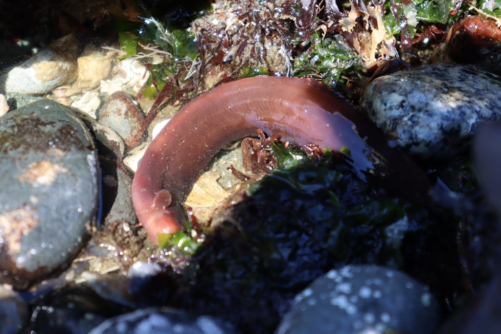 Rockweed gunnel from Island Hwy S at Erickson, Campbell River, BC V9W ...