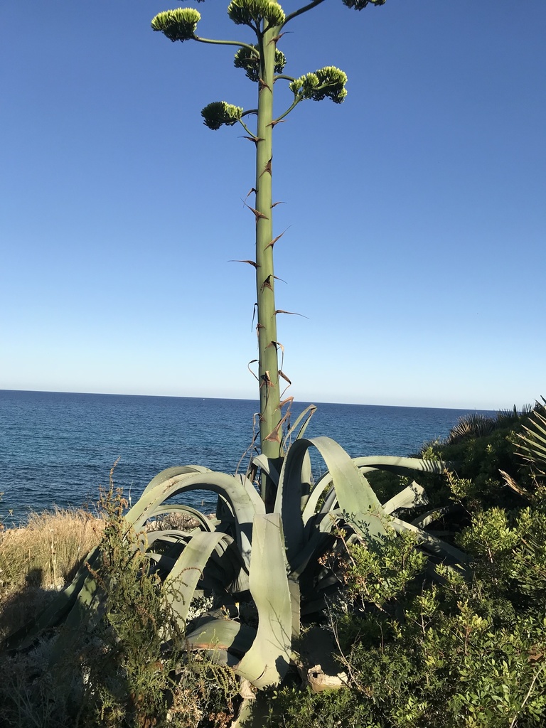 American century plant in June 2021 by biologist_cc · iNaturalist