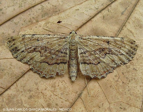 Ergavia subrufa · iNaturalist