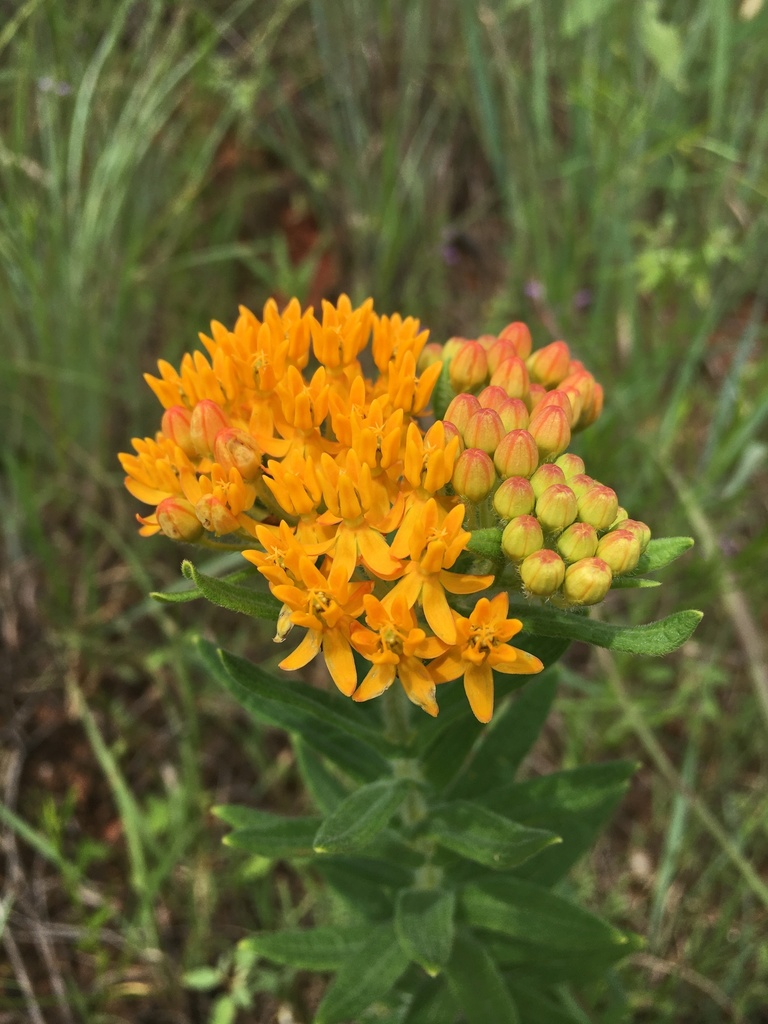 butterfly milkweed from NE 70th St, Blanchard, OK, US on June 27, 2021 ...