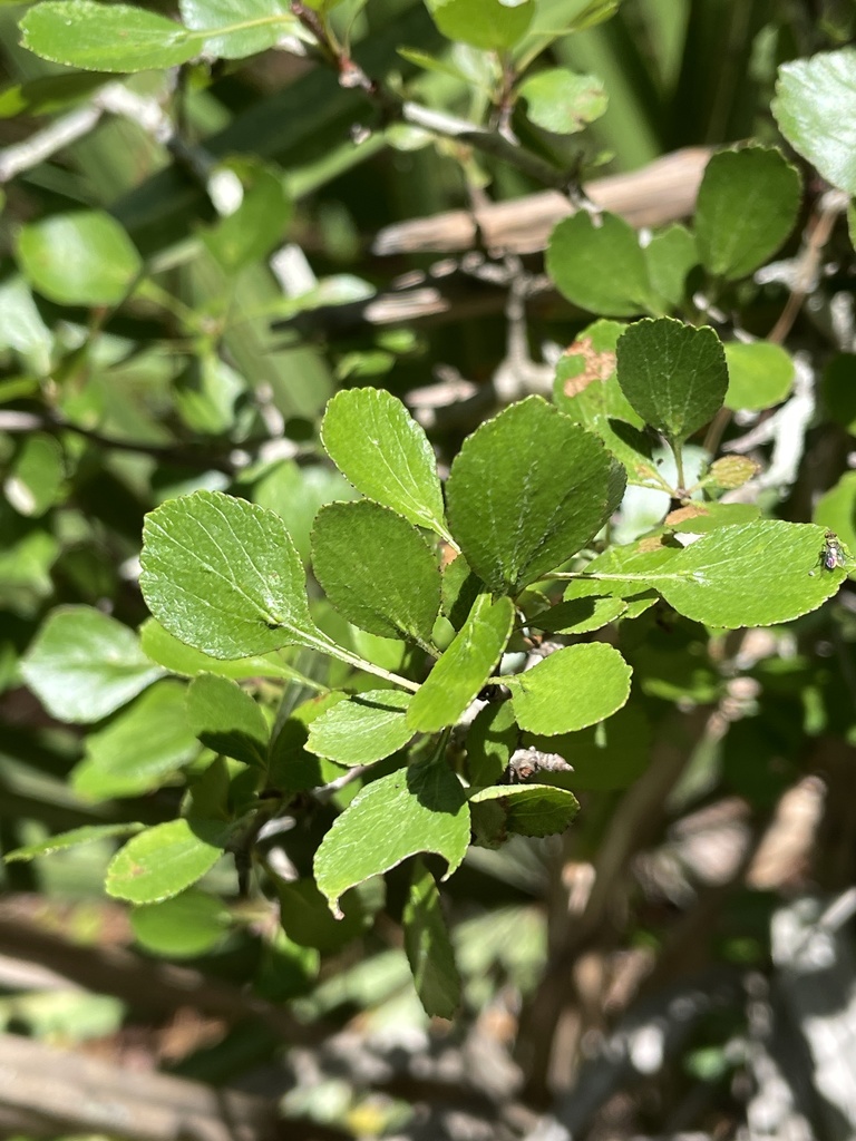Crataegus lepida from Dixon Memorial State Forest, Waycross, GA, US on ...