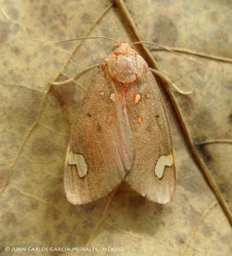 Melese endopyra · iNaturalist United Kingdom