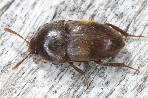 Subgenus Eurycolon · iNaturalist