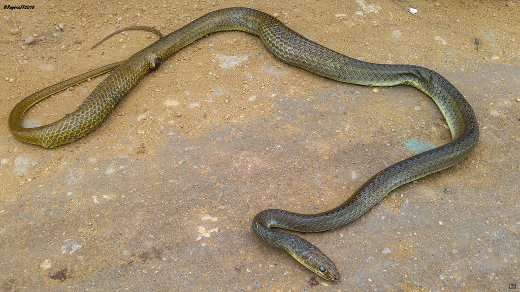 Olive Whip Snake from Ícolo e Bengo, Angola on February 25, 2018 at 08: ...