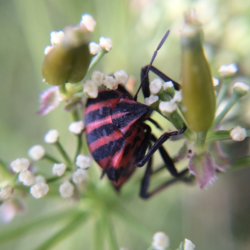 European Striped Shield Bug from 17780 Soubise, Soubise, Poitou ...