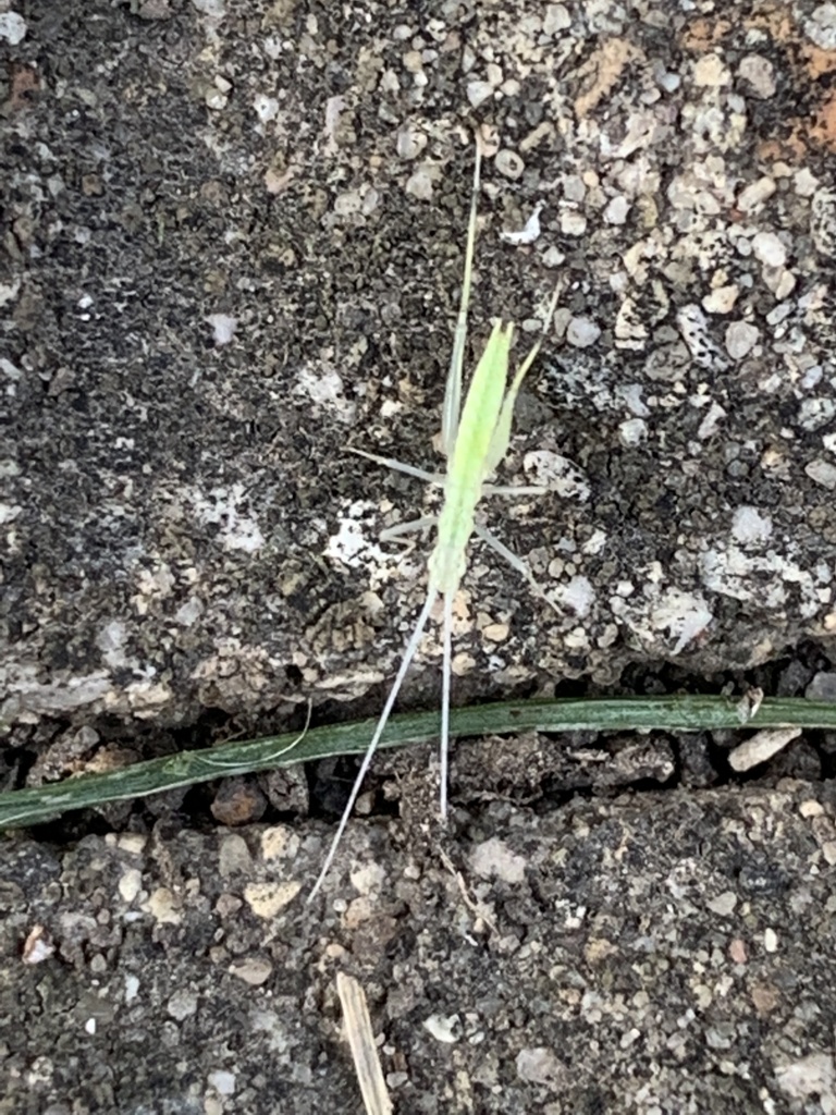 Common Tree Crickets in June 2021 by Jeff · iNaturalist