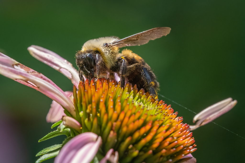 Brown-belted Bumble Bee from Southwest Raleigh, Raleigh, NC, USA on ...
