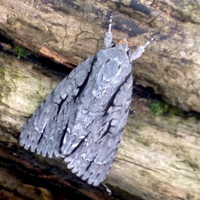 Greater Oak Dagger Moth (Butterflies and Moths of Floracliff Nature ...
