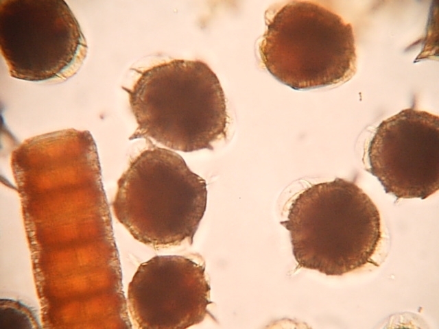 Pyrodinium bahamense from Campeche, MX-CM, MX on September 14, 2007 by ...