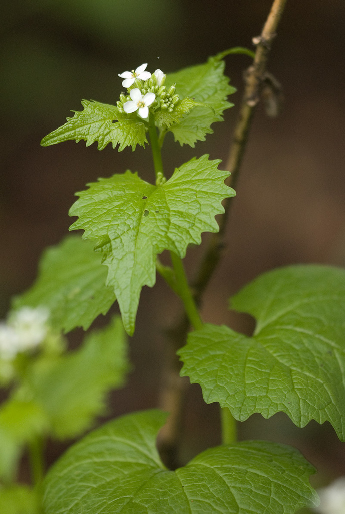 garlic mustard from St Mark's Churchyard, Regent's Park, London ...