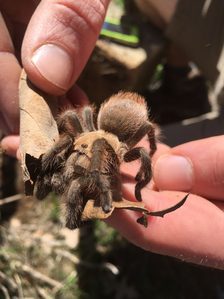 Texas Tan Tarantula from 1820–1850 E Main St, Kerrville, TX, US on ...