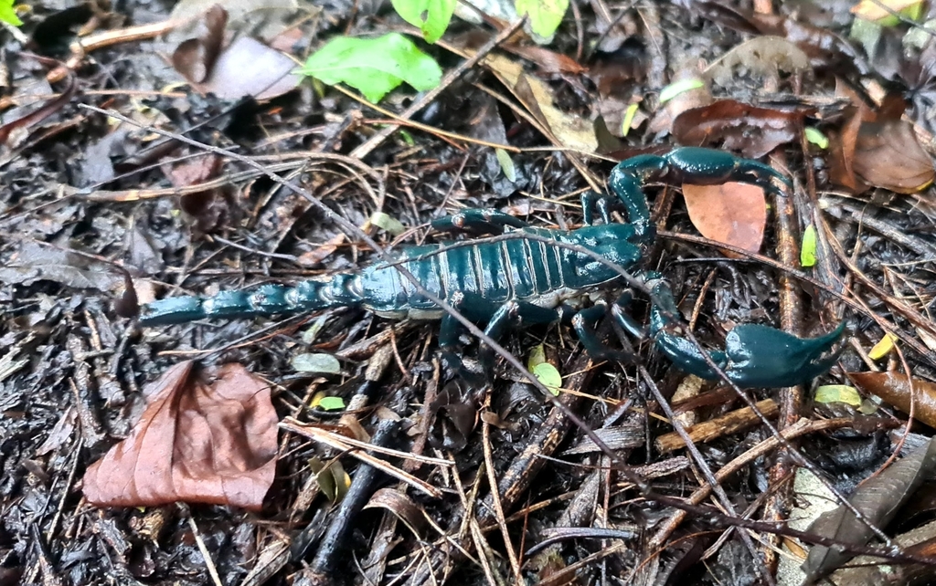 Giant Blue Scorpion from Huai Mae Priang, Kaeng Krachan District ...