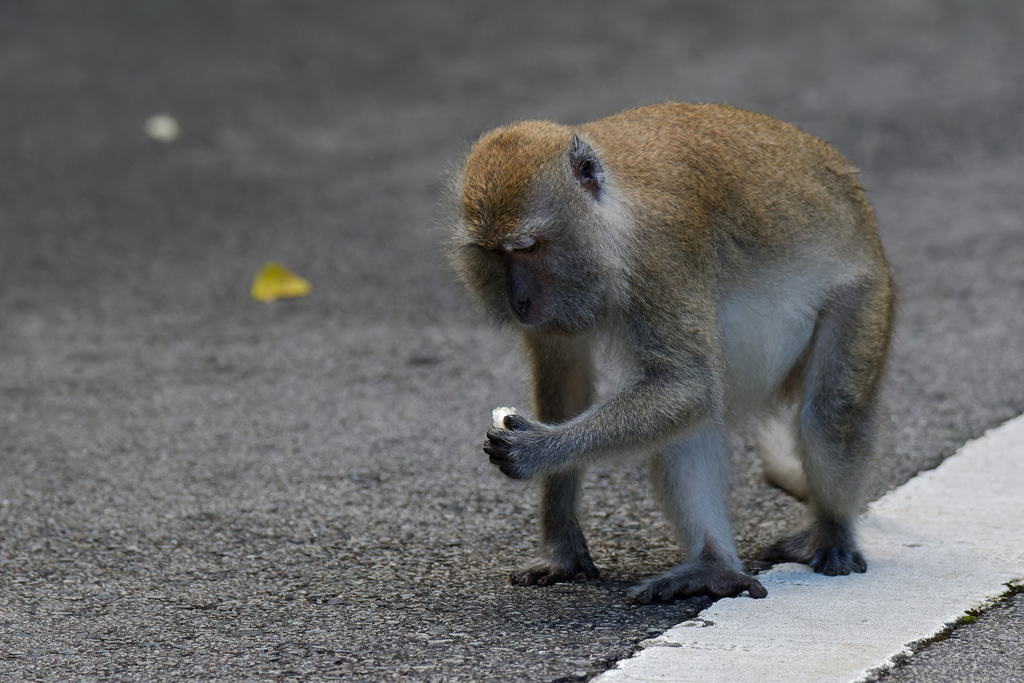 Long-tailed Macaque from Central Water Catchment, Singapore on June 28 ...