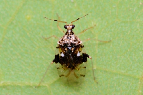 Stethoconus japonicus · iNaturalist
