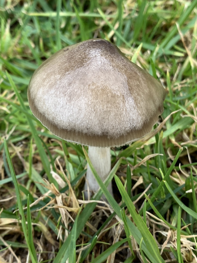 Stubble Rosegill from Beach Parade, Sandy Point, VIC, AU on June 27 ...