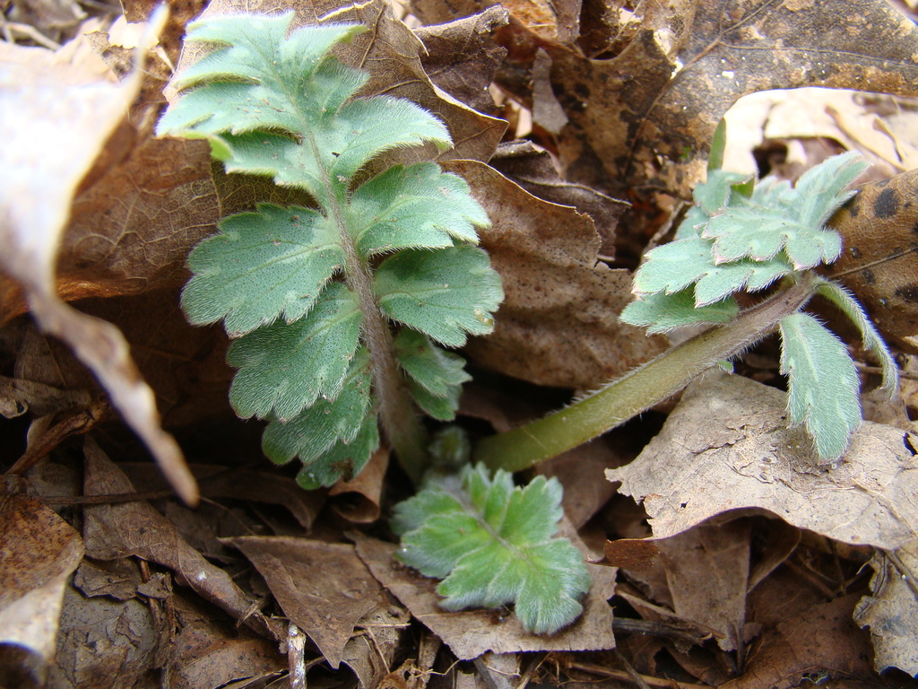 Large-leaved waterleaf (Wildflowers of Floracliff Nature Sanctuary ...
