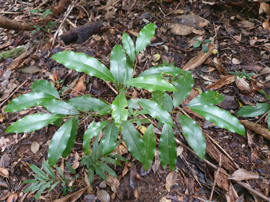Galbulimima belgraveana from Danbulla QLD 4872, Australia on June 28 ...