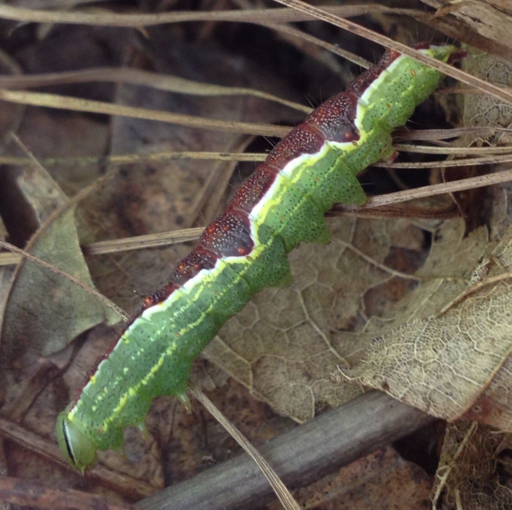 Double-lined Prominent Moth (Butterflies and Moths of Floracliff Nature ...