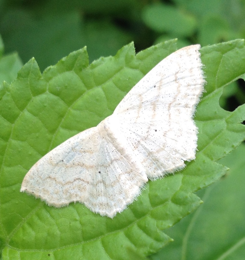 Soft-lined Wave Moth (Butterflies and Moths of Floracliff Nature ...