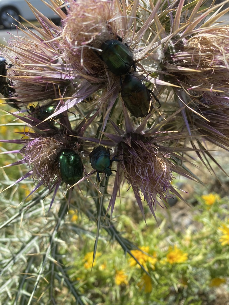 Protaetia angustata in June 2021 by Konstantinos Barsakis · iNaturalist