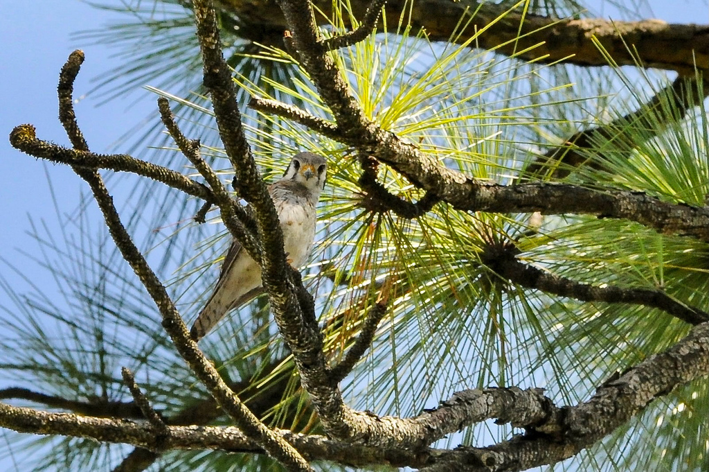Southeastern American Kestrel from Spring Wind Way, Casselberry, FL, US ...