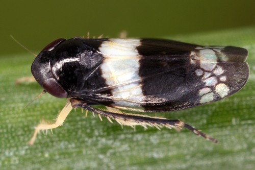 Neoaliturus transversalis · iNaturalist