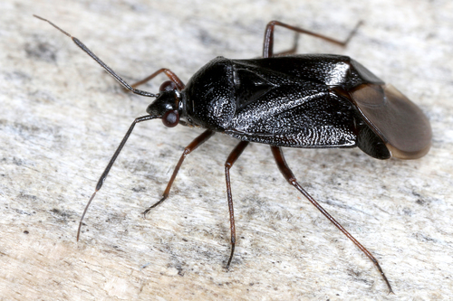 Deraeocoris morio · iNaturalist