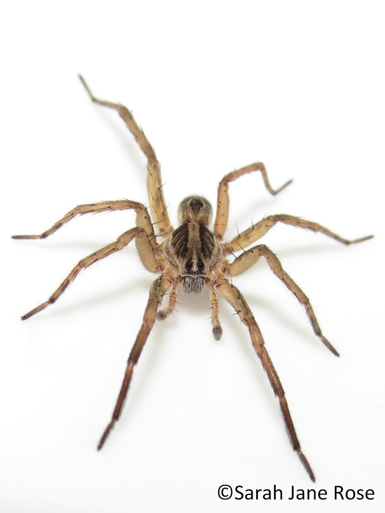 lance wolf spider from Dena Dr, Hilliard, OH 43026, USA on June 27 ...
