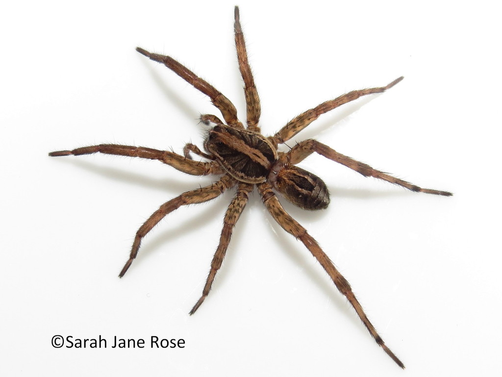 lance wolf spider from Dena Dr, Hilliard, OH 43026, USA on June 27 ...
