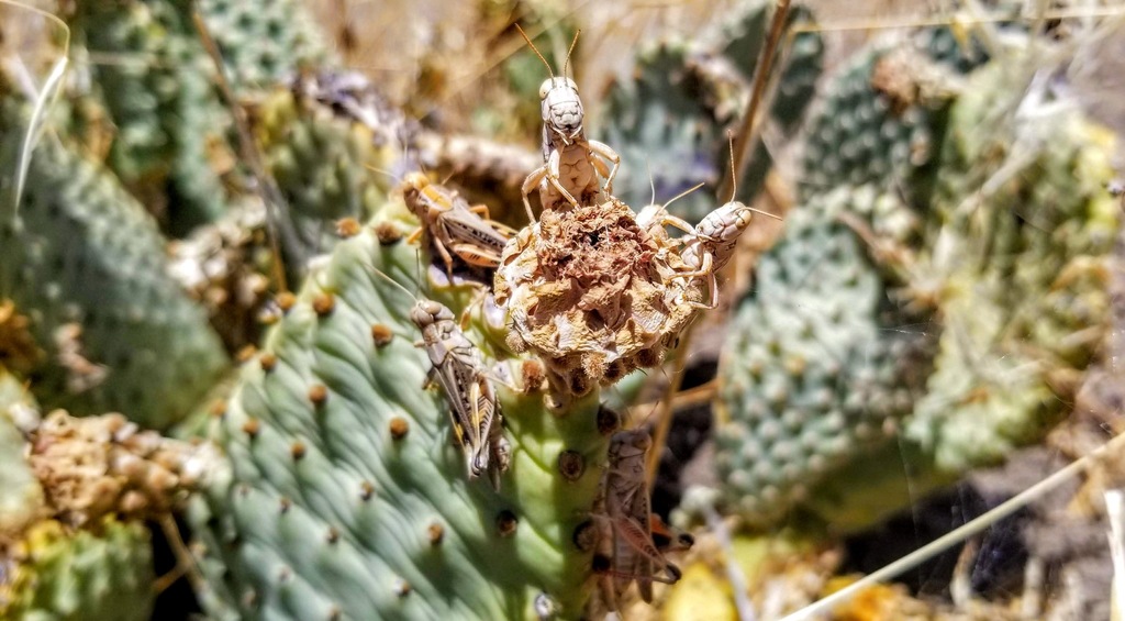 Bakersfield Cactus in July 2020 by Mitchell Coleman · iNaturalist