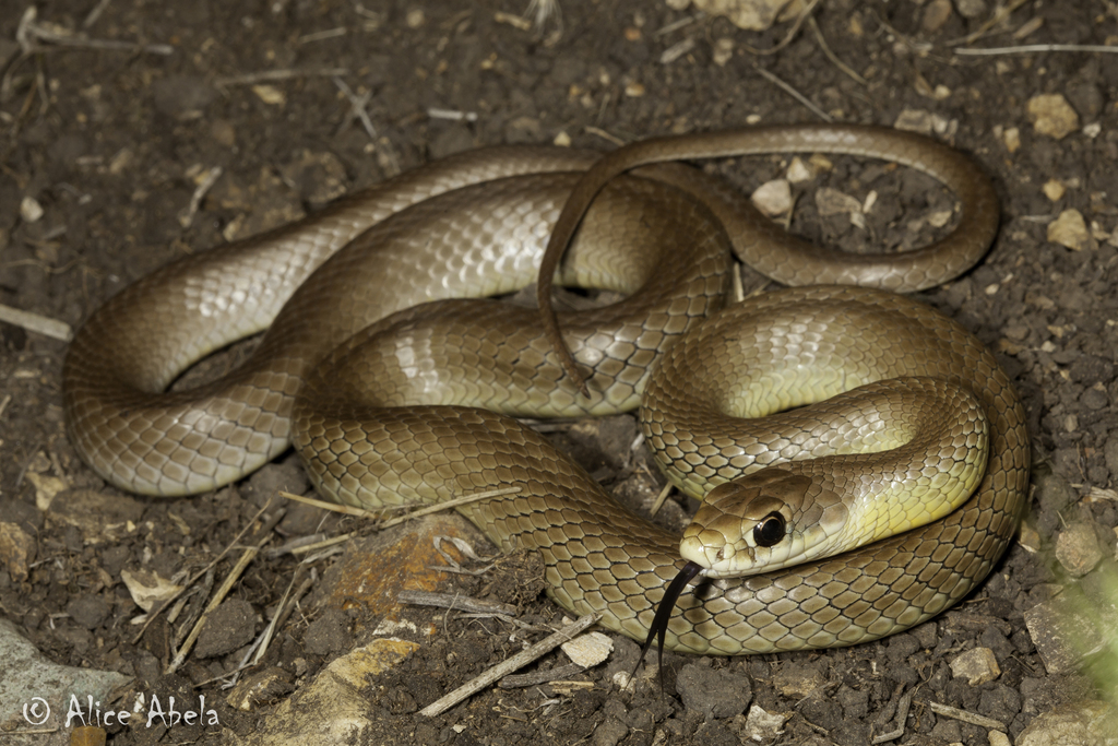 Western Yellow-bellied Racer in April 2012 by Alice Abela. Western ...