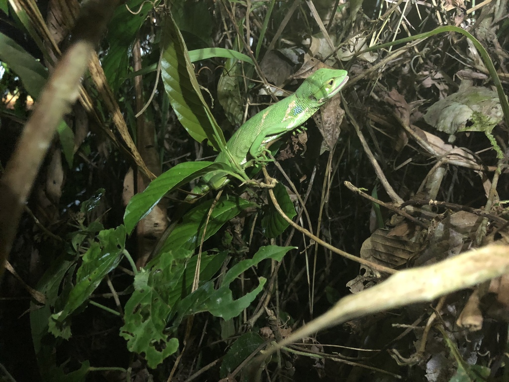 Berthold's Monkey Lizard from Puntarenas Province, Costa Rica on March ...
