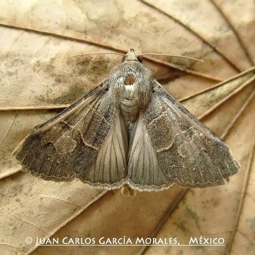 Cissusa inconspicua · iNaturalist