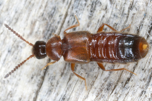 Alaobia scapularis · iNaturalist