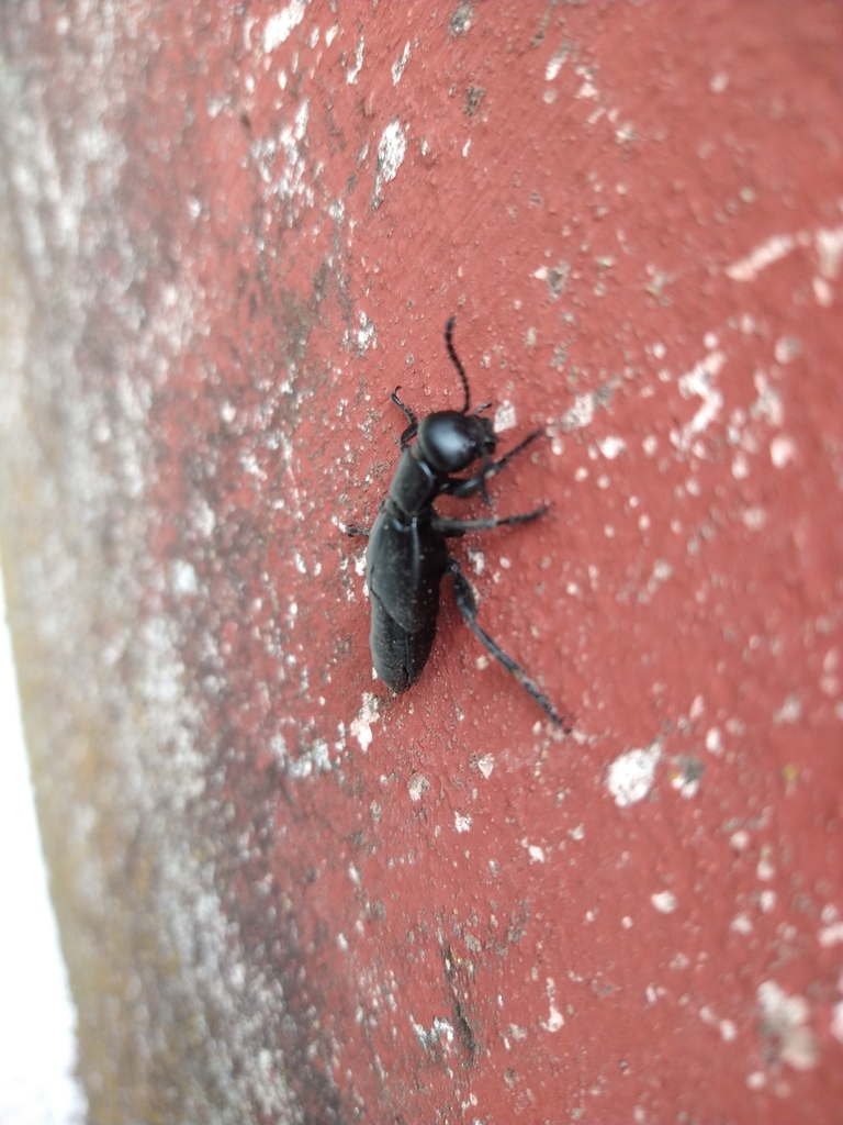 Water, Rove, Scarab, Long-horned, Leaf, and Snout Beetles from 47516 ...