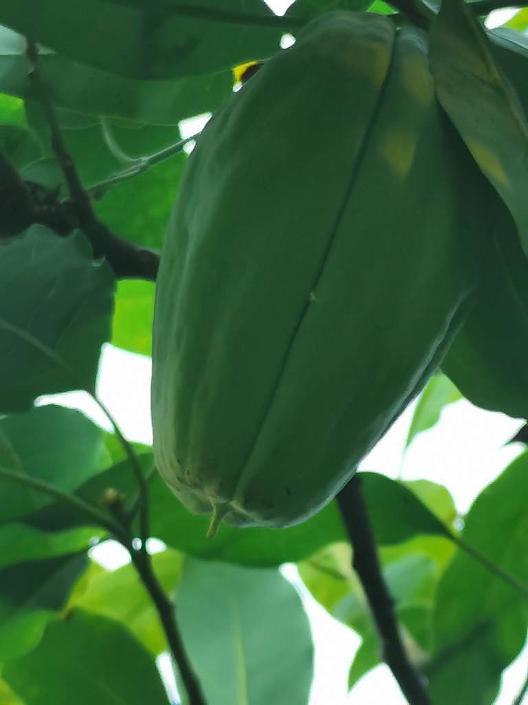 Moth Vine from San Julián, Ovalle, Coquimbo, Chile on June 27, 2021 at ...