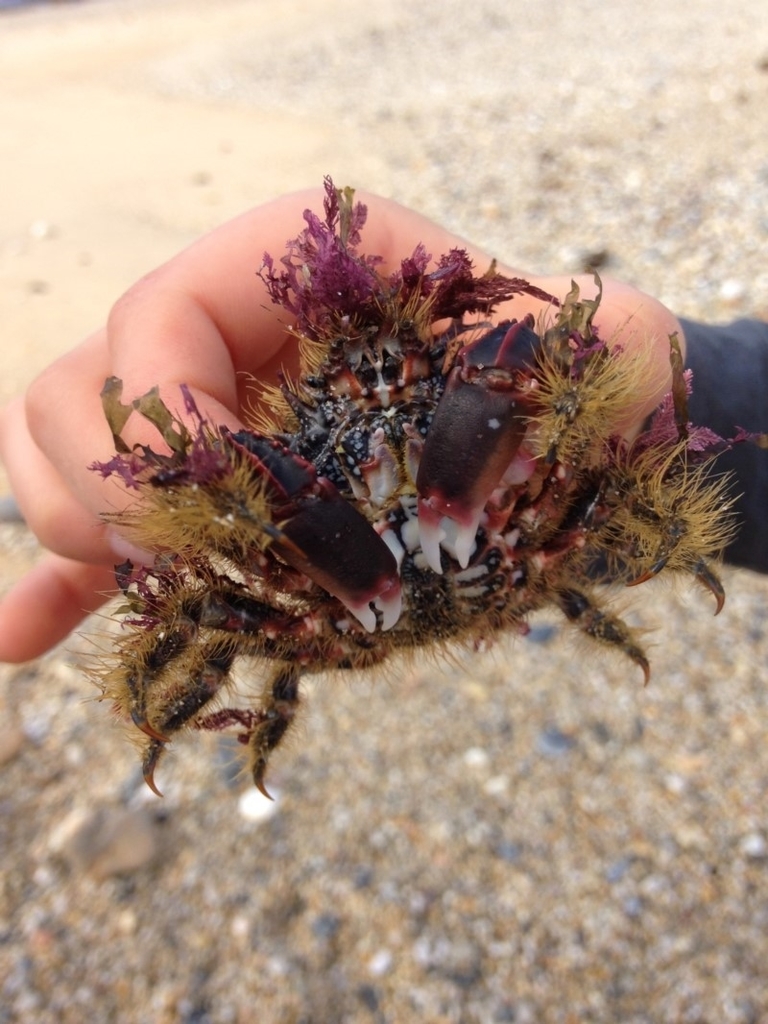 Hairy Seaweed Crab from Bega Valley, AU-NS, AU on June 14, 2015 at 01: ...