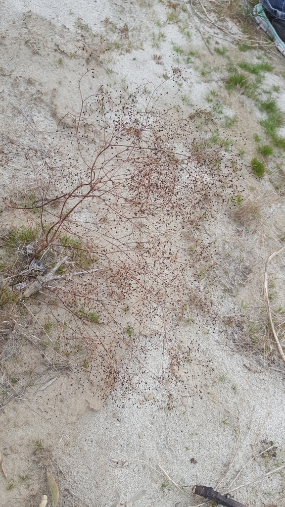Thurber's Wild Buckwheat from Jurupa Valley, CA, USA on March 07, 2018 ...