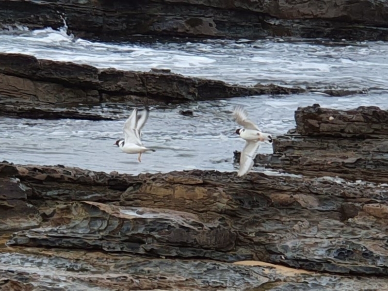 Hooded Plover in August 2020 by Joy Georgeson · iNaturalist
