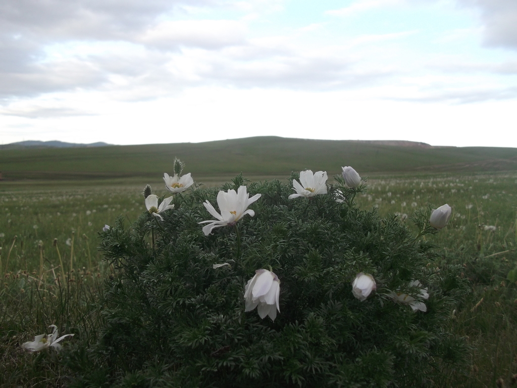 Mongolian Adonis from Erdenet, Mongolia on June 4, 2016 at 12:01 AM by ...