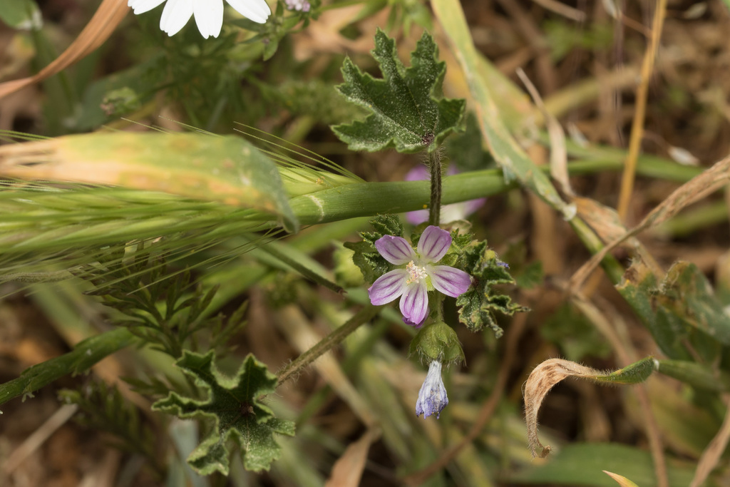 bull mallow from Southern Aegean, Greece on April 25, 2021 at 01:20 PM ...