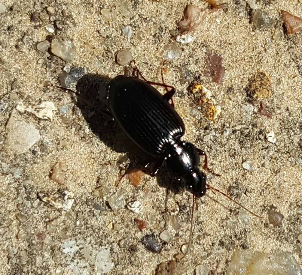 Agonum punctiforme from Las Colinas, Irving, TX, USA on February 26 ...