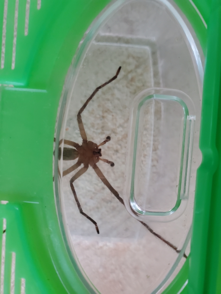 Pantropical Huntsman Spider from 904-0202, Japan on June 27, 2021 at 06 ...