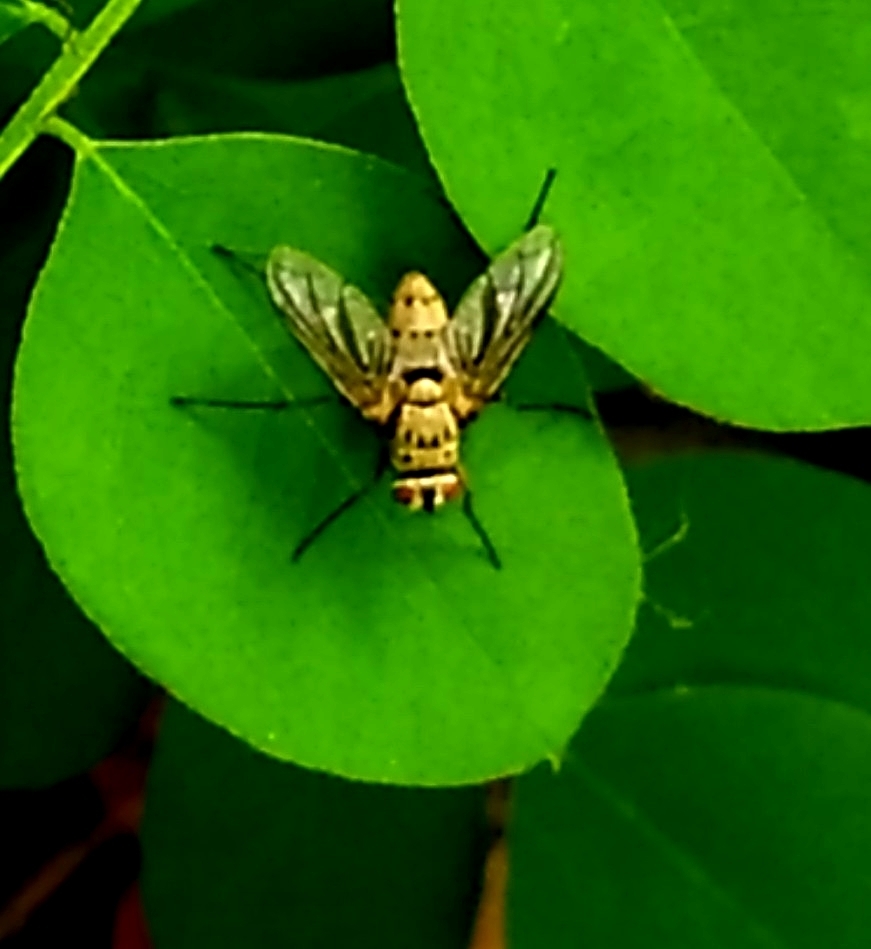 Dexia rustica from Днепровский район, Киев, Украина, 02000 on June 29 ...