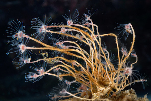 Tubular hydroid (Ectopleura crocea)